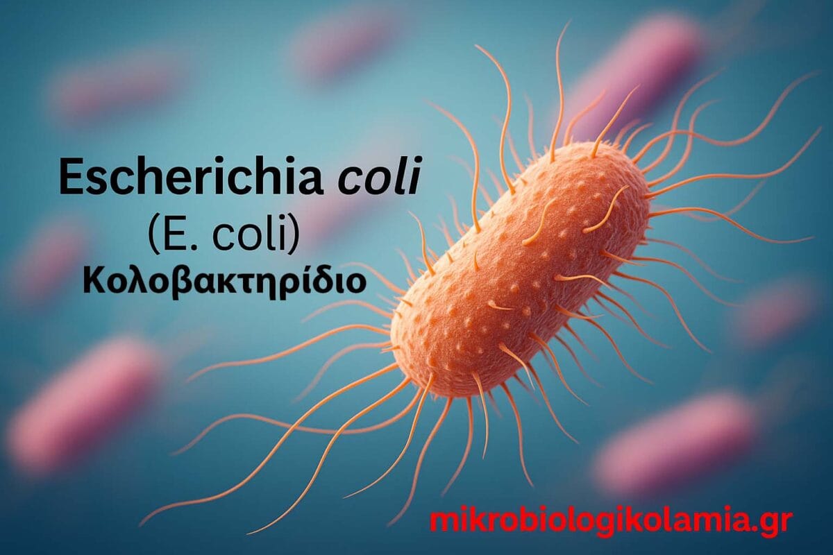 E. coli (Κολοβακτηρίδιο) στα Ούρα: Συμπτώματα, Καλλιέργεια & Θεραπεία ...